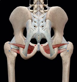 Learn Muscle Anatomy: Lateral Rotators