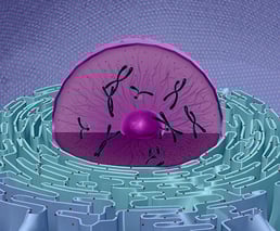Anatomy and Physiology: Parts of a Human Cell