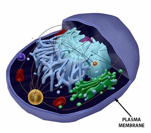 Anatomy and Physiology: Parts of a Human Cell