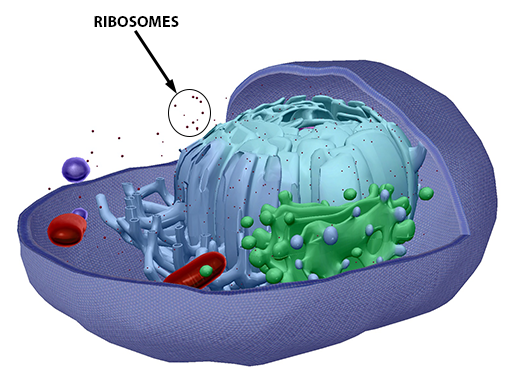 Anatomy and Physiology: Parts of a Human Cell