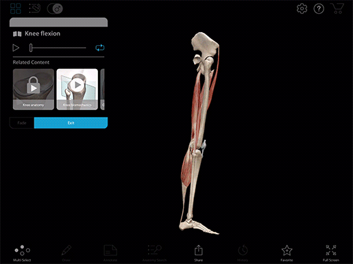 Learn Muscle Anatomy: Knee Joint Group