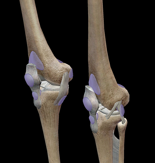 Learn Muscle Anatomy: Knee Joint Group
