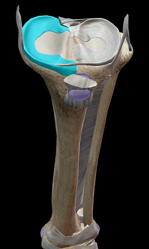 Do The Twist: A Look at a Torn Meniscus