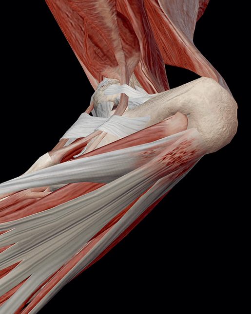 Run With This: Anatomy, Physiology, and Pathology of Plantar Fasciitis