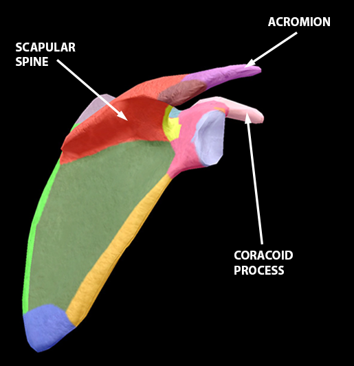 3D Skeletal System: The Shoulder Girdle