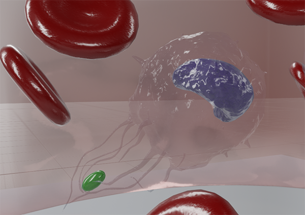 I Want To Know What Blood Is: A 3D Visual Field Guide to Blood Cells
