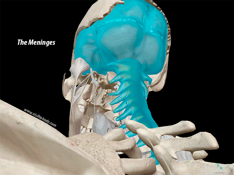 A Lot on Our Minds: A Virtual Human Brain Dissection with Atlas 2017