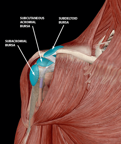 Bursitis: The Fallen Heroes of Joint Mobility