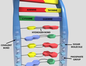 DNA and RNA Basics: Replication, Transcription, and Translation