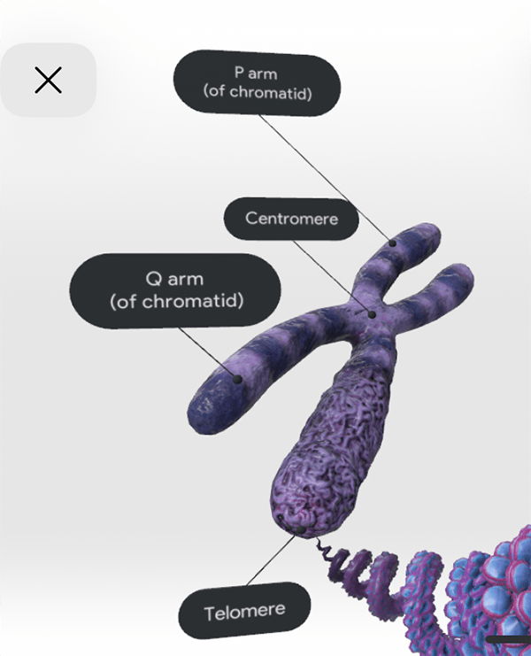 Word Games: Centrosome vs. Centrioles