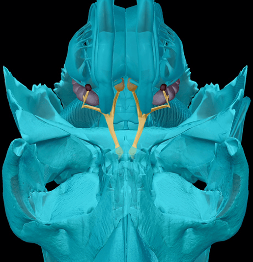You've Got Some More Nerve(s): The Cranial Nerves