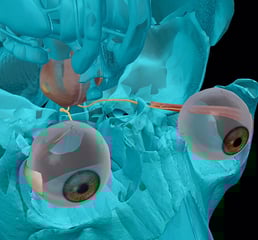 You've Got Some More Nerve(s): The Cranial Nerves