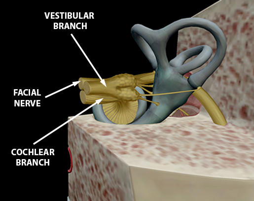 You've Got Some More Nerve(s): The Cranial Nerves