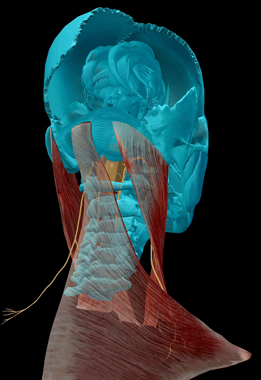 You've Got Some More Nerve(s): The Cranial Nerves