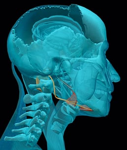 You've Got Some More Nerve(s): The Cranial Nerves
