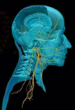 You've Got Some More Nerve(s): The Cranial Nerves