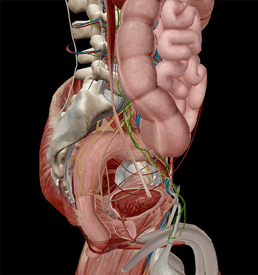 5 Facts about the Anatomy of the Pelvic Cavity