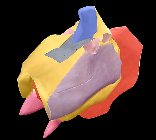 3D Skeletal System: Five Things to Know about the Ethmoid Bone