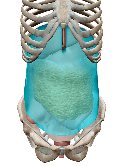Studying the Peritoneum with VB Suite
