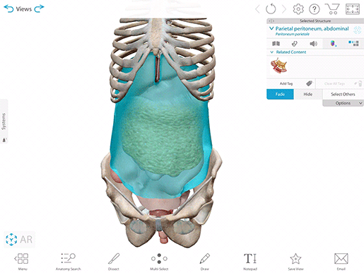 Studying the Peritoneum with VB Suite