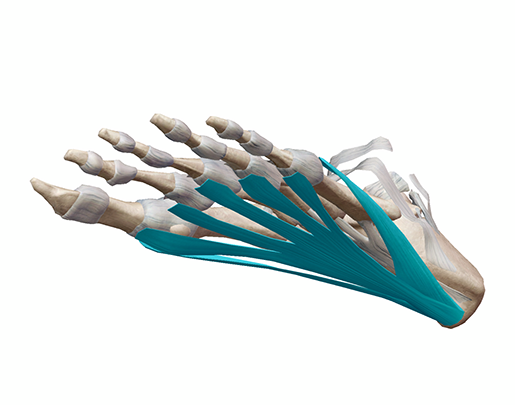 New Anatomy Content: Fascia, Fascial Compartments, and Compartment Syndrome