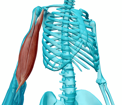 New Anatomy Content: Fascia, Fascial Compartments, and Compartment Syndrome