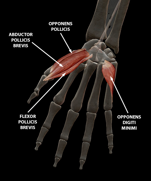 A Digital Post: Fingers and Thumbs