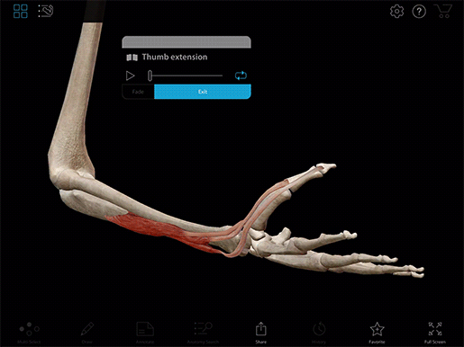 A Digital Post: Fingers and Thumbs