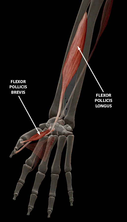 A Digital Post: Fingers and Thumbs