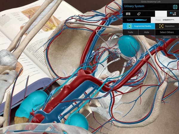 Five Amazing Views in Augmented Reality: Kidney and Urinary Anatomy in AR