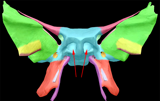 3D Skeletal System: Function of the Sphenoid