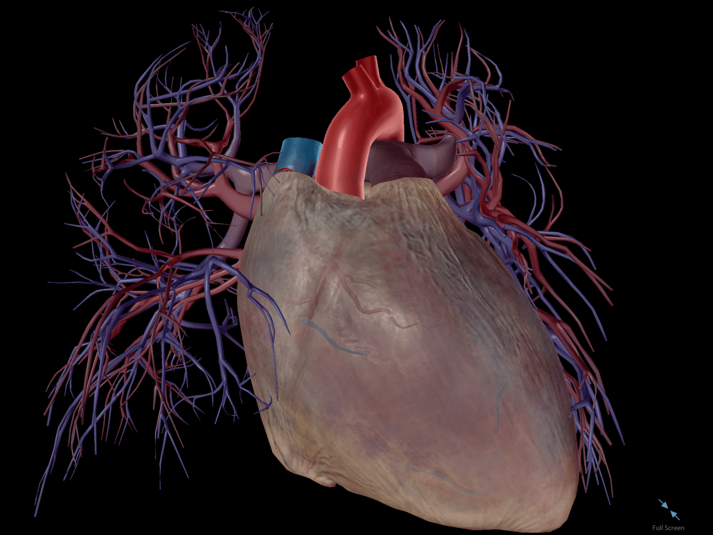 At the Heart of Adaptation: A Comparative Anatomy Lesson Plan