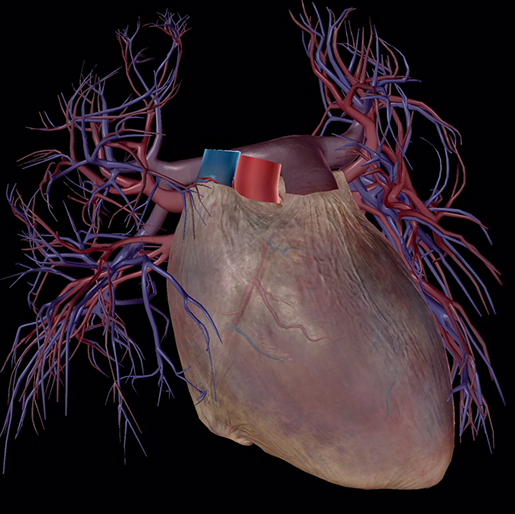 That Boom Boom Pow: Virtual Dissection (sort of) of the Human Heart