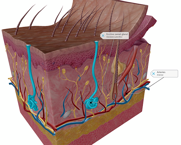A Heated Discussion: Heat Exhaustion, Heat Stroke, and Other Heat ...