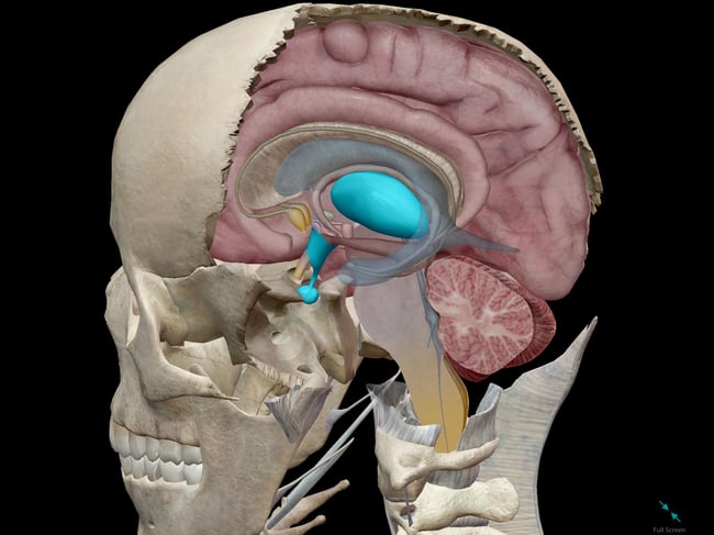 The Science of Smiling: The Anatomy and Function of a Smile