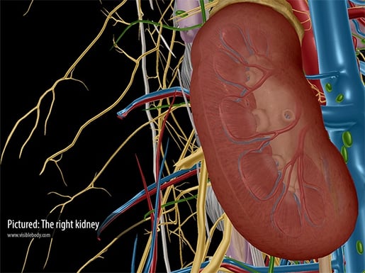 Painful Pebbles: The Anatomy and Pathology of Kidney Stones