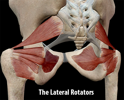 Learn Muscle Anatomy: Lateral Rotators