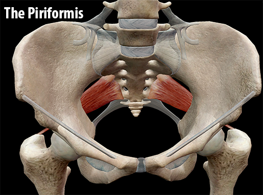 Learn Muscle Anatomy: Lateral Rotators