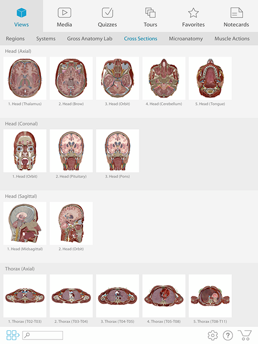 Free Lesson Plan: Anatomical Planes, Positions, and Directional Terms