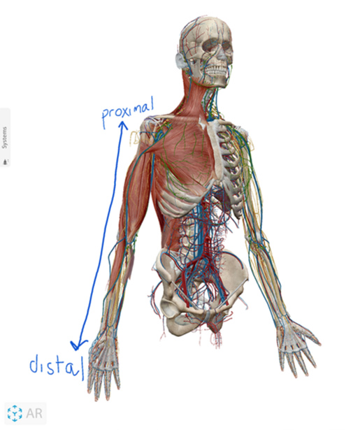 Free Lesson Plan: Anatomical Planes, Positions, and Directional Terms