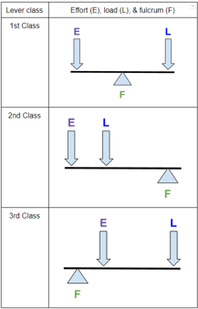 Biomechanics: Lever Systems in the Body