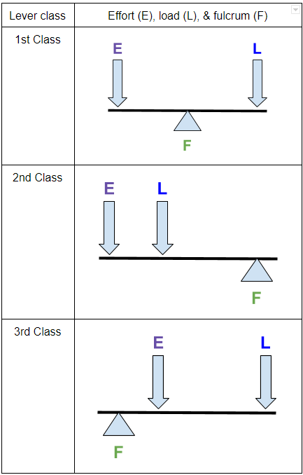 Biomechanics: Lever Systems in the Body