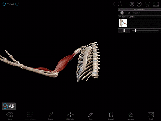 Biomechanics: Lever Systems in the Body