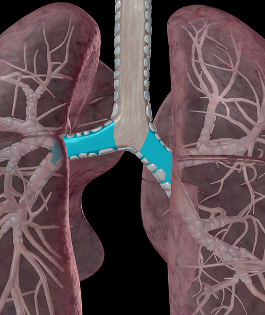 Anatomy and Physiology of the Lower Respiratory System