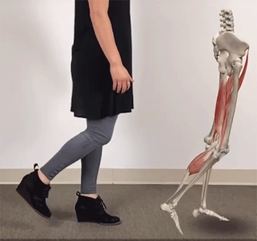 A Visual Guide to Muscle Terminology with VB Suite