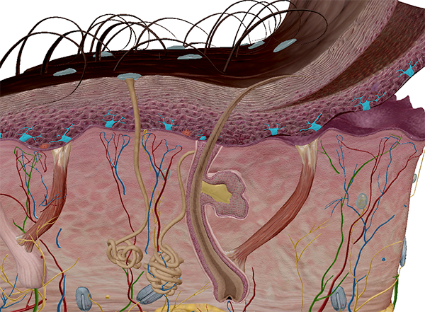 Marvelous Melanin: A Pigmentation Primer