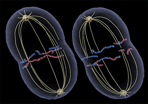 Mitosis and Meiosis: What's the Difference?