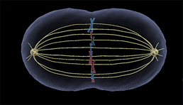 Mitosis and Meiosis: What's the Difference?
