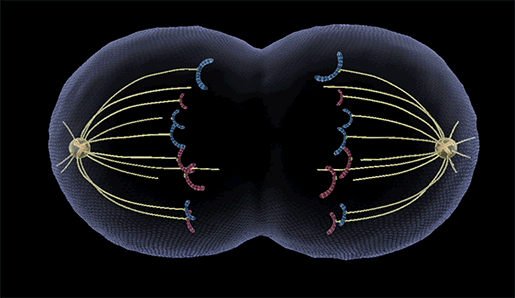 Mitosis and Meiosis: What's the Difference?