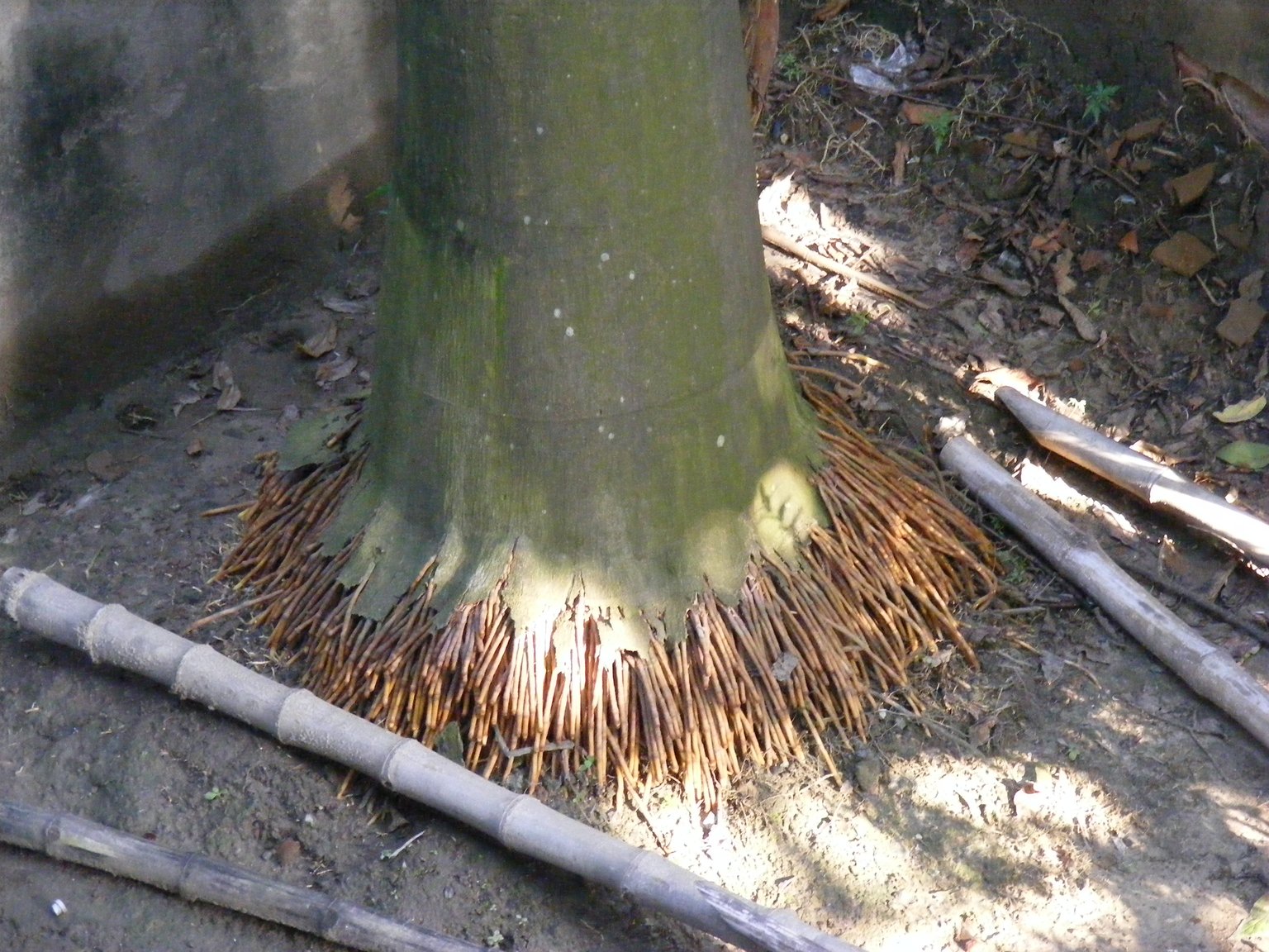 5 Questions to Help You Distinguish Between Monocot and Dicot Plants